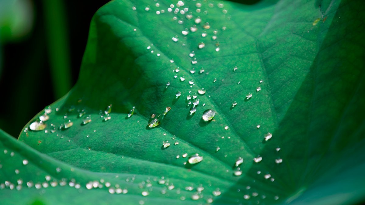 Técnicas de biomímesis en arquitectura, urbanismo e ingeniería