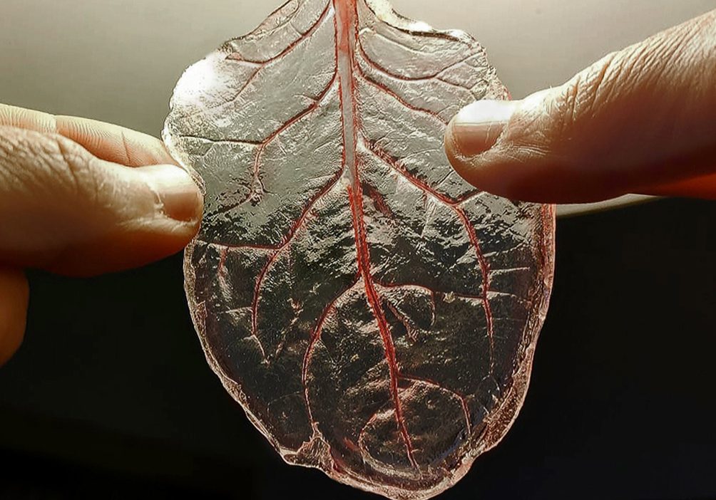 Juan Zamora, el artista que logra ‘vivir’ en una hoja de espinaca