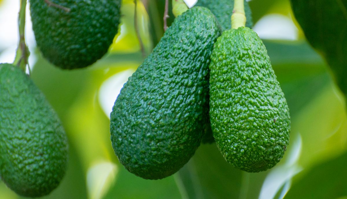 La huella hídrica del aguacate